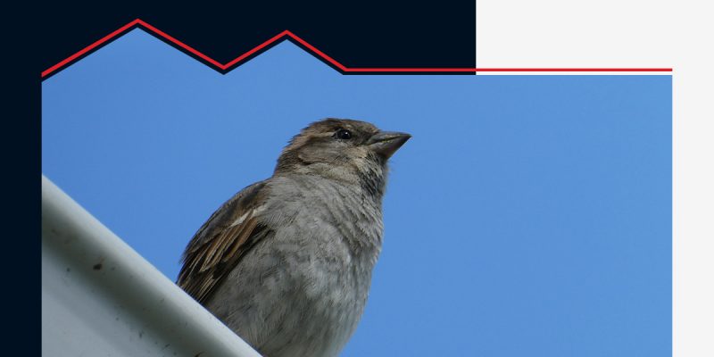 Effective Ways to Keep Birds Out of Your Gutters | AmeriPro